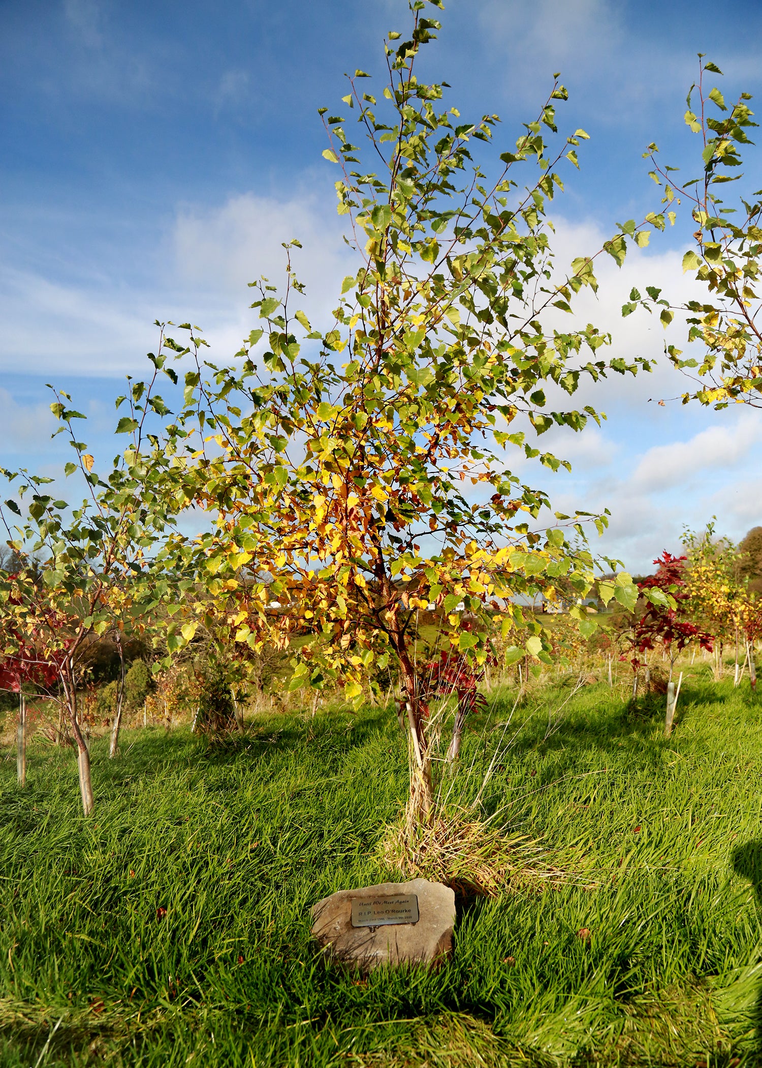 Leo's Tree, A Customer Story: Why we chose to dedicate a tree in Brian ...