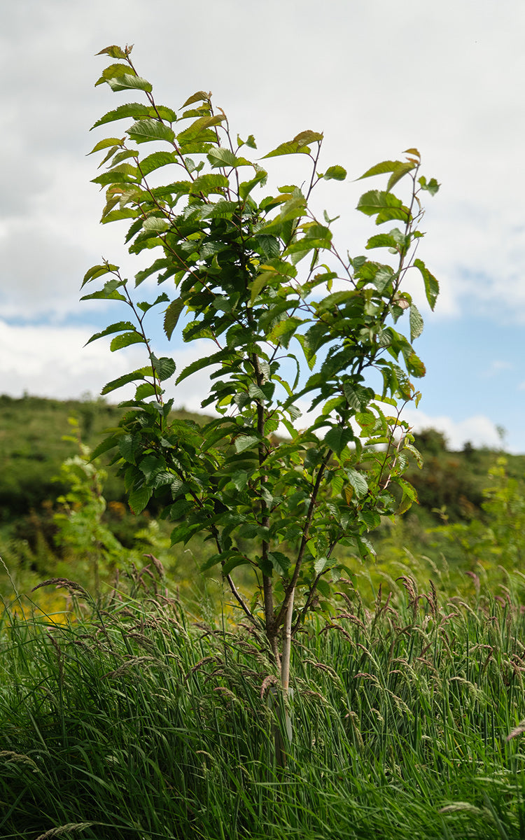 Dedicate a tree – Memory Trees Ireland