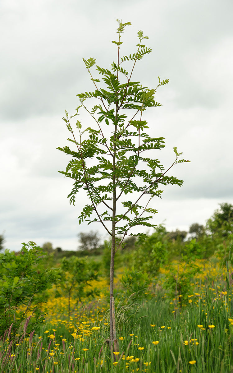 Dedicate a tree – Memory Trees Ireland