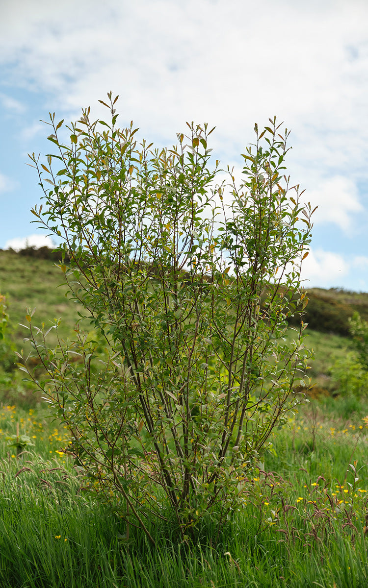 Dedicate a tree – Memory Trees Ireland